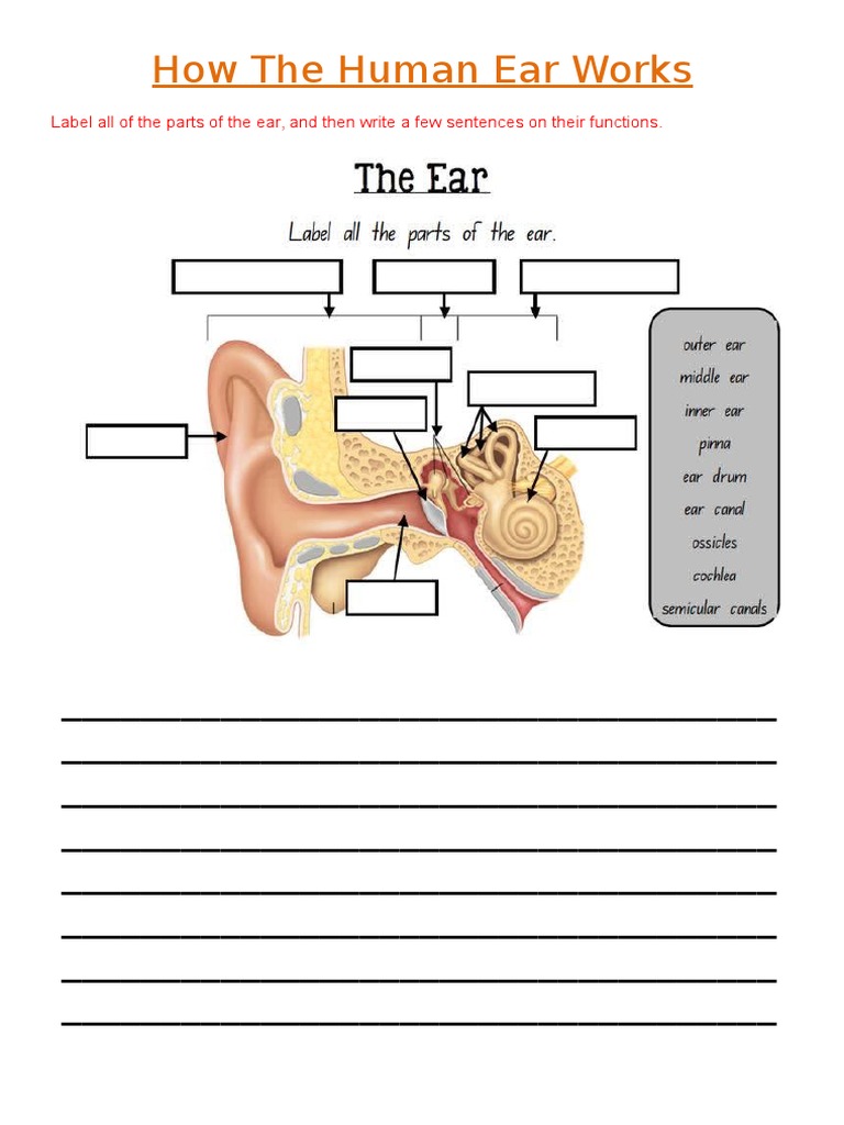 How The Human Ear Works | PDF