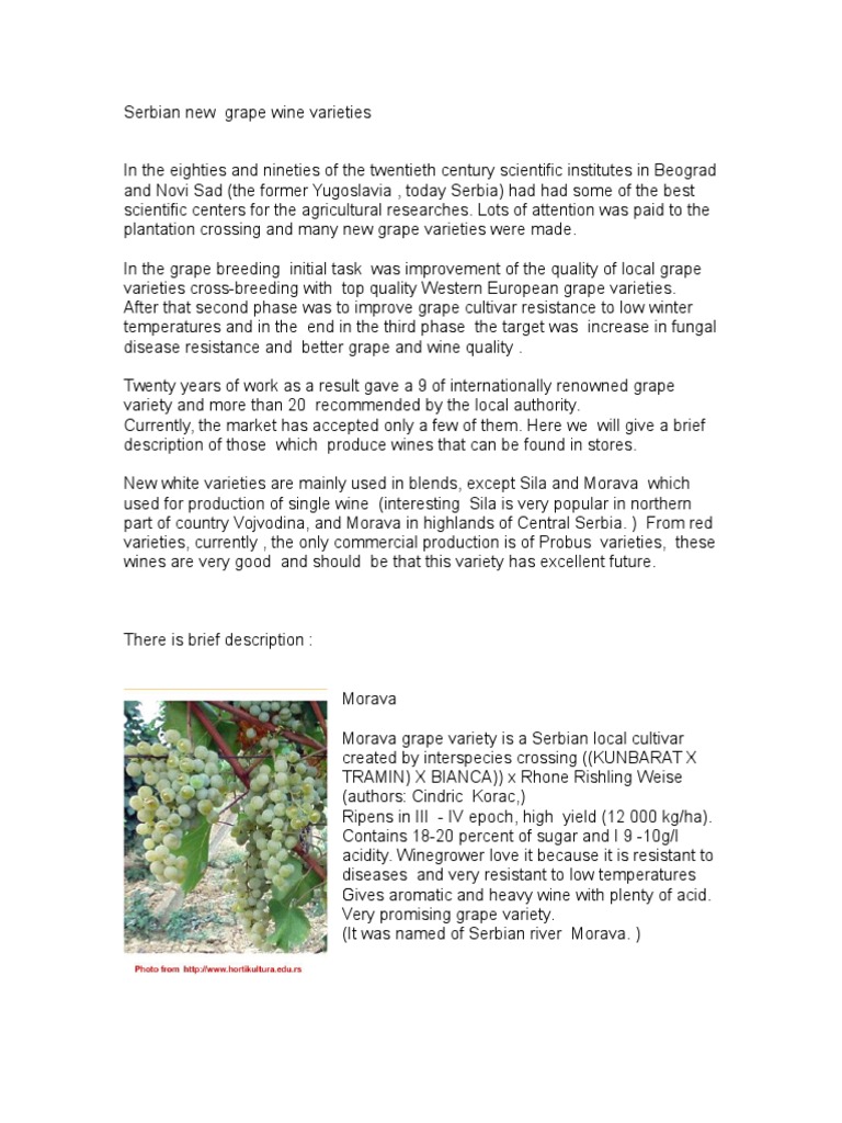 Serbian Grape Varieties Overview | PDF | Aroma Of Wine | Yield (Wine)