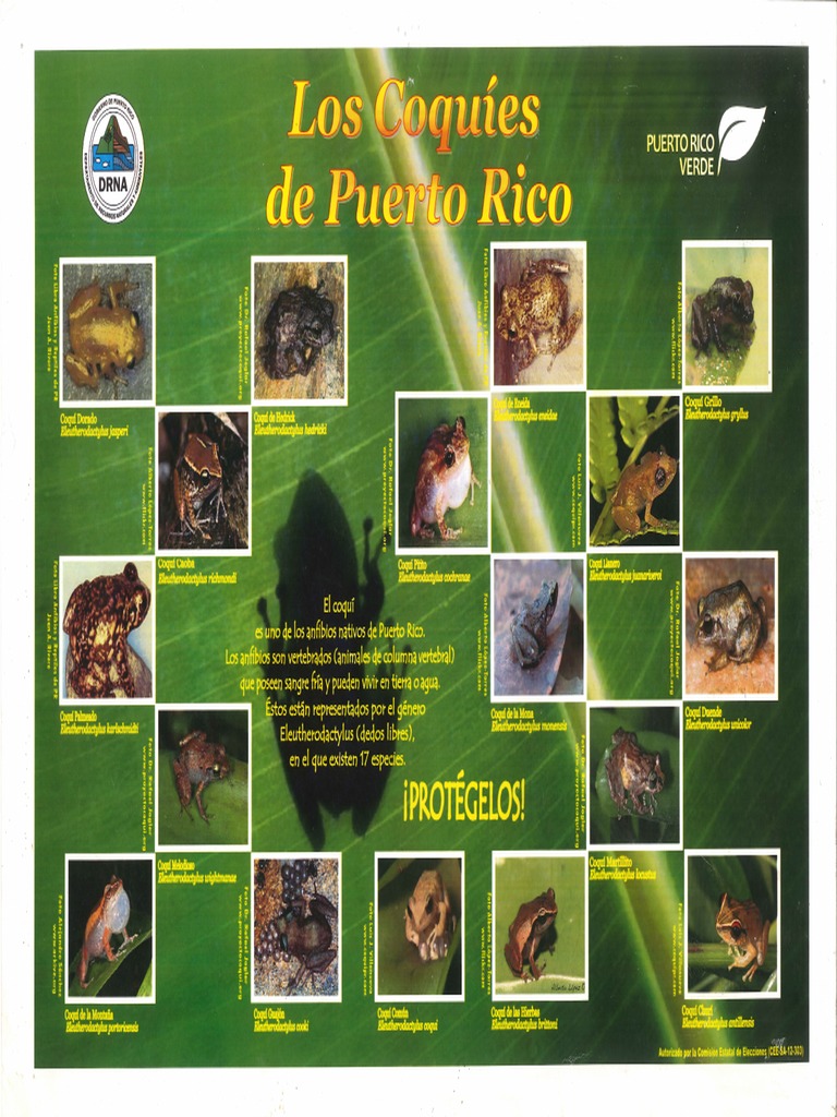 Los Coquíes de Puerto Rico | PDF