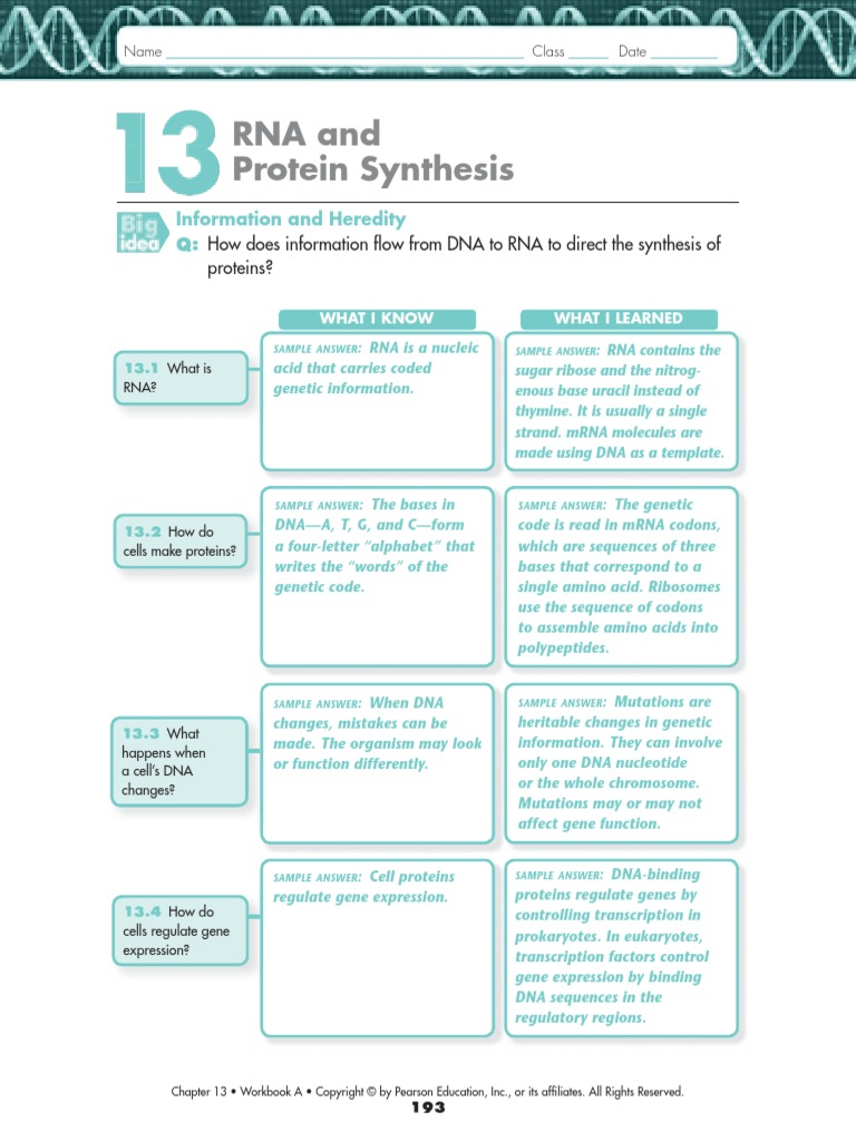 CH 13 RNA and Protein Synthesis | PDF | Rna | Translation (Biology)
