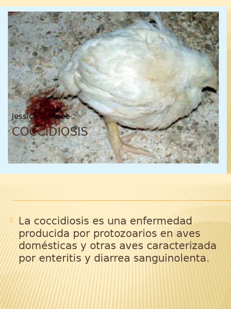 Coccidiosis | PDF | Diarrea | Heces