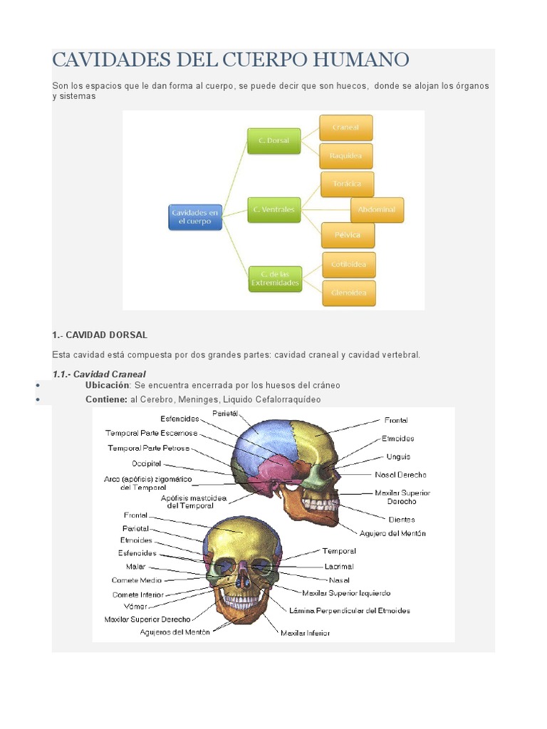 Cavidades del Cuerpo Humano: Anatomía y Función | PDF