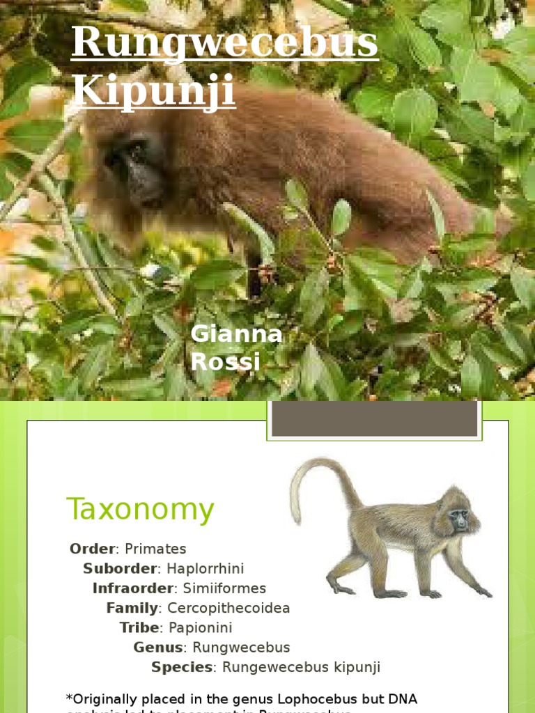 Primate Presentation | PDF