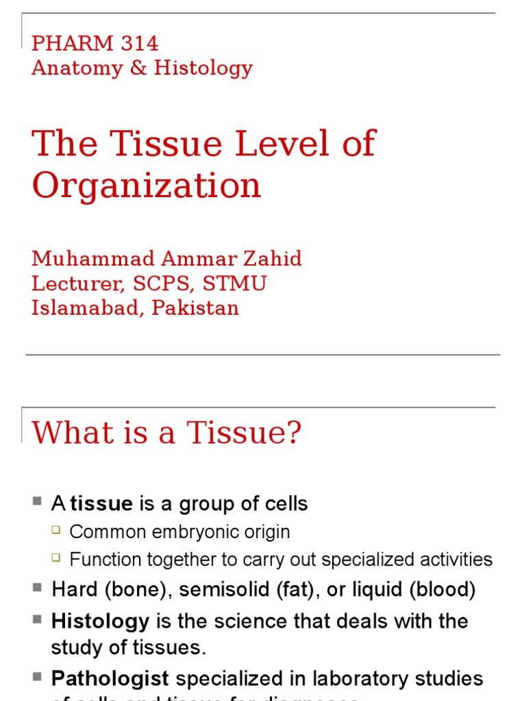 Tissue Level of Organization | PDF | Epithelium | Connective Tissue