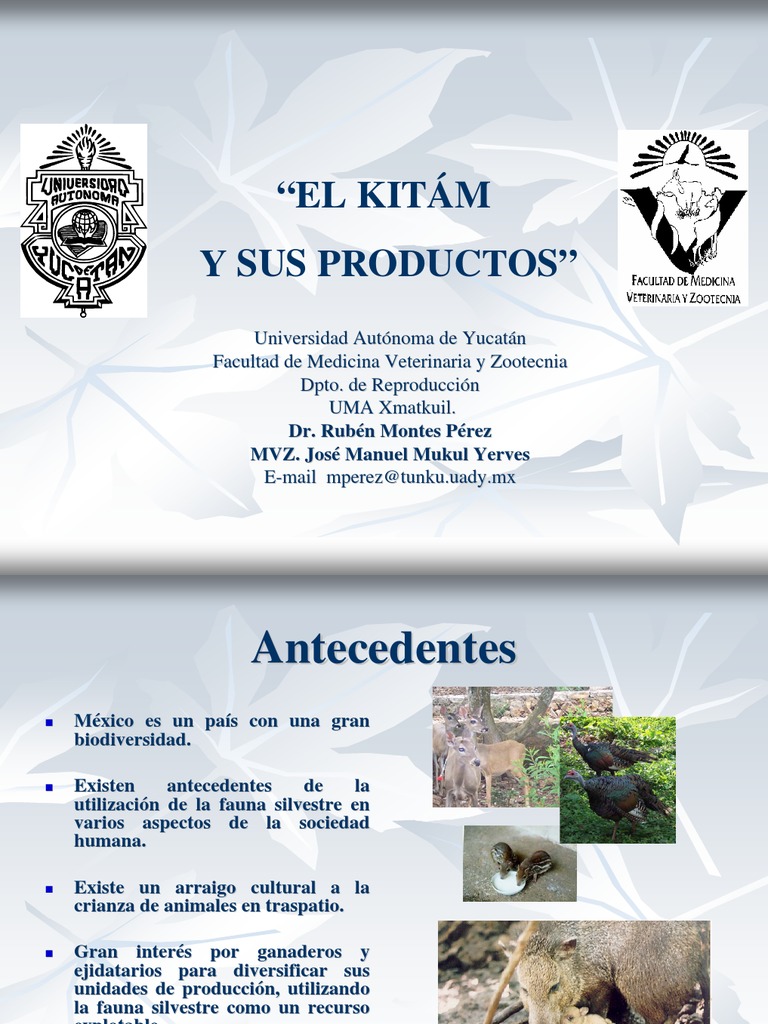 El Kitam (Pecari) y Sus Productos. México. | PDF | Alimentos | Comida y ...
