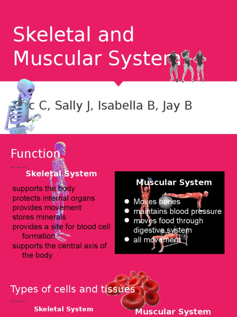Skeletal and Muscular System | PDF | Muscle | Skeletal Muscle