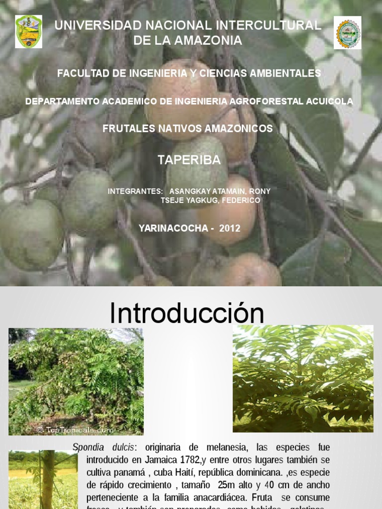 1 Taperiba Tseje y Asankay | PDF | Fruta | Alimentos