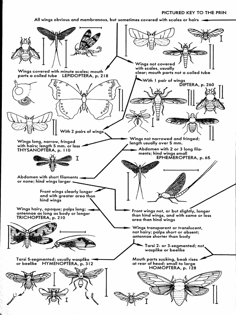 Petersen Field Guide Insects | PDF