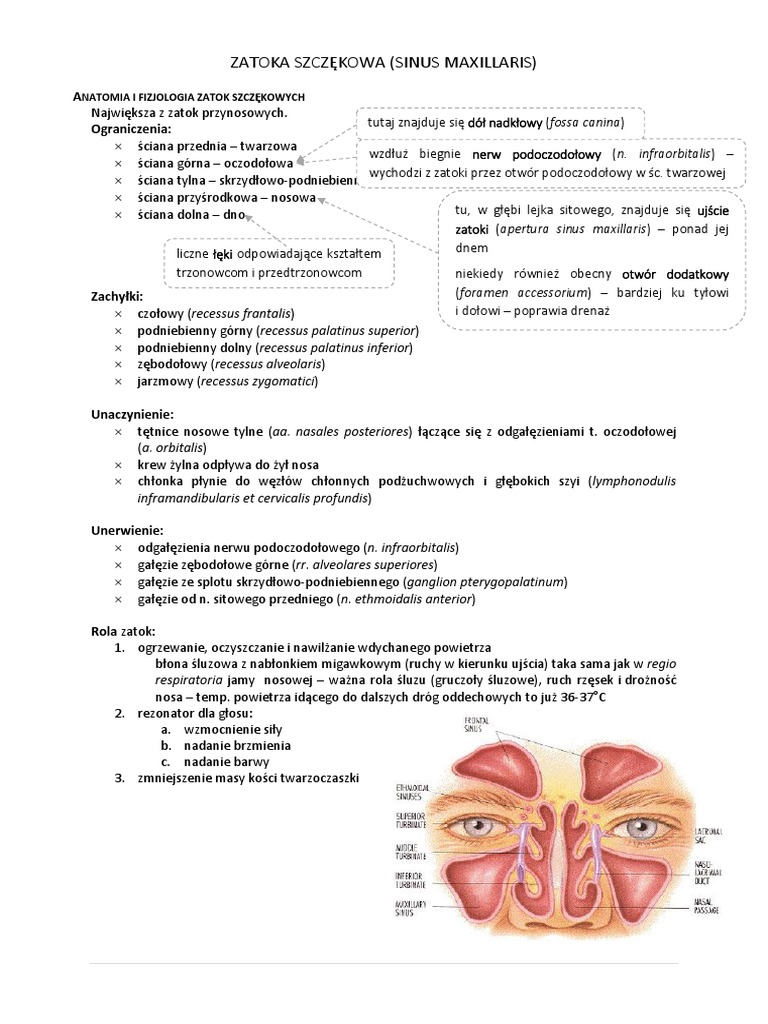 Zatoka Szczękowa | PDF