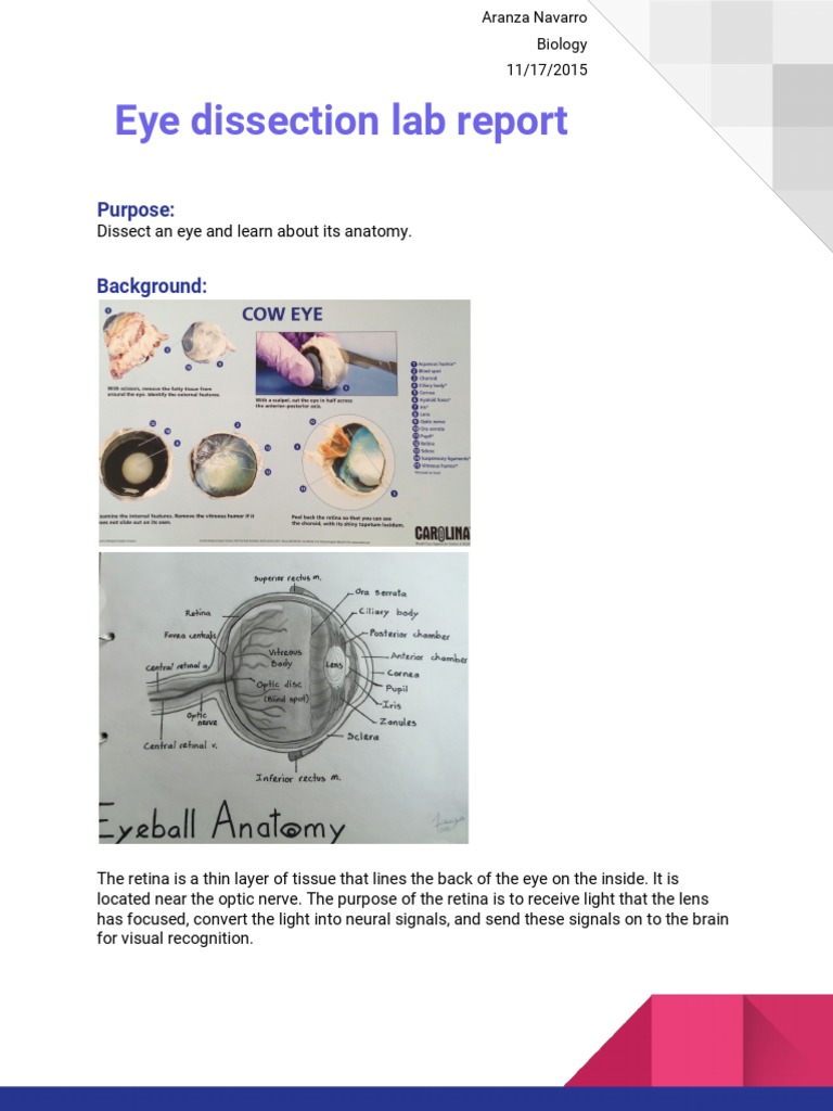 Eye Dissection Lab Report Insights | PDF