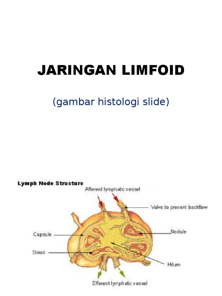 LIMFOID | PDF | Lymph Node | Lymphatic System