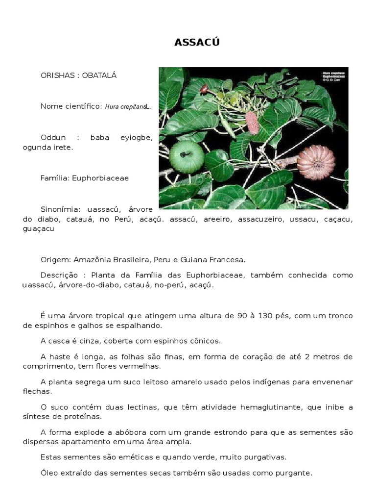ASSACÚ | PDF | Madeira | Árvores