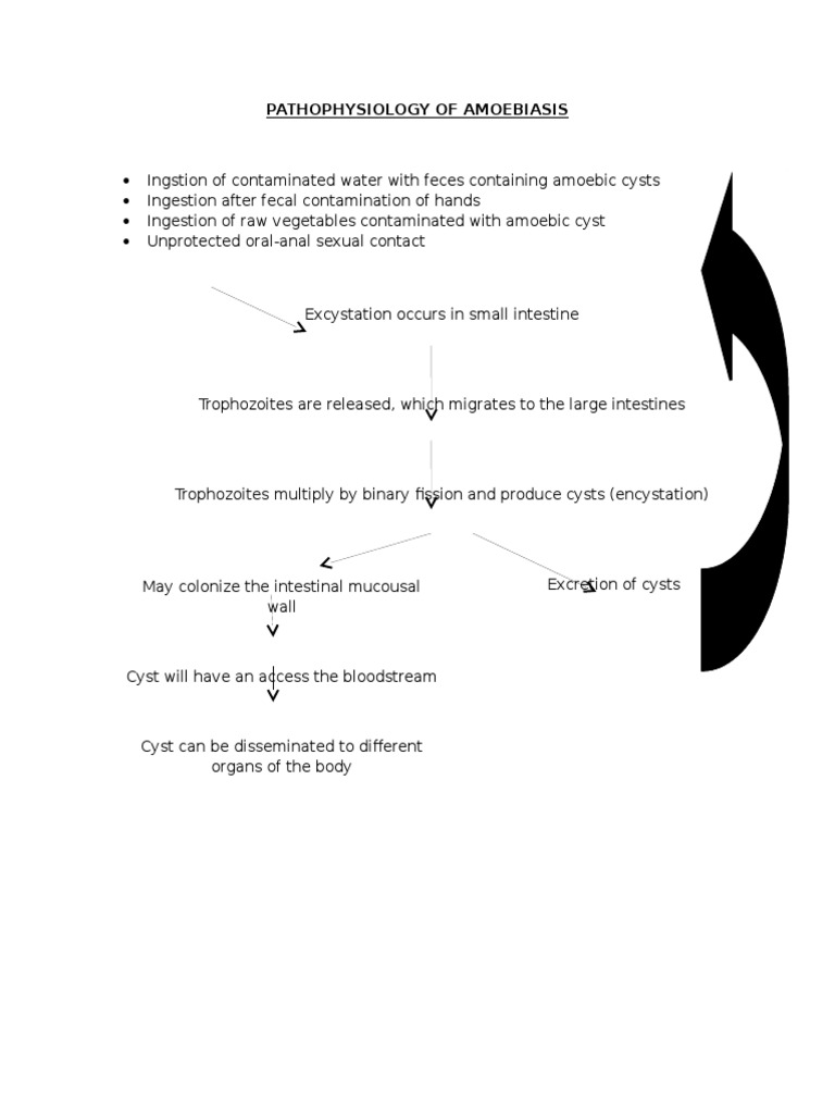 Pathophysiology of Amoebiasis | PDF | Science & Mathematics
