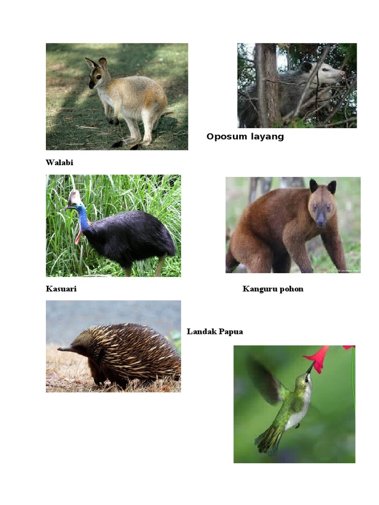 Jenis Fauna Tipe Australis | PDF