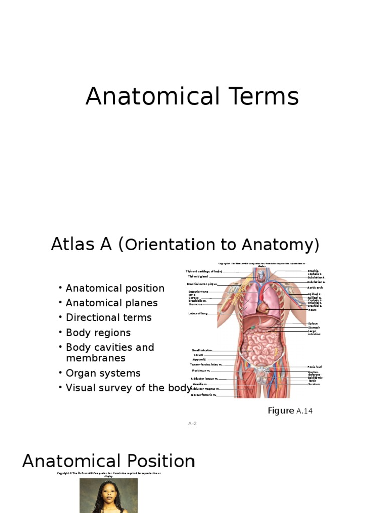 Anatomical Terms | PDF | Anatomical Terms Of Location | Human Leg