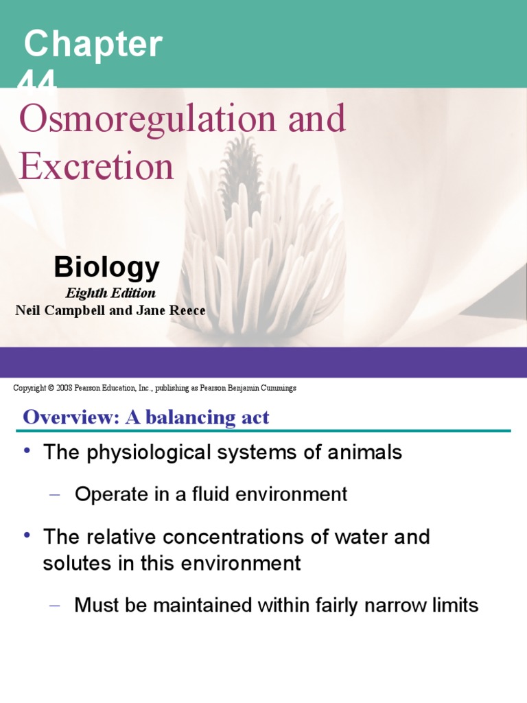 Osmoregulation and Excretion: Biology | PDF | Kidney | Anatomy