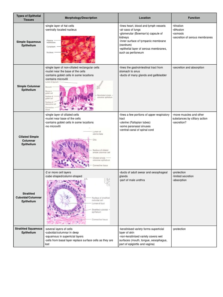 Anatomy | PDF | Epithelium | Connective Tissue
