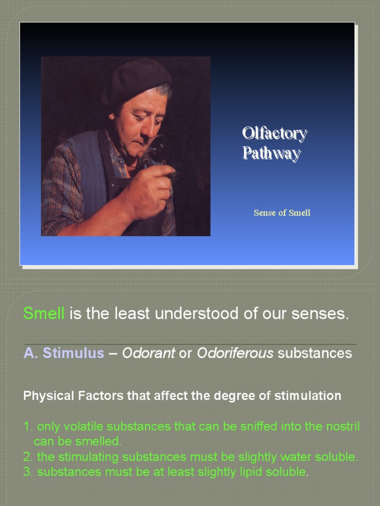 Sense of Smell | PDF | Olfaction | Cell Biology