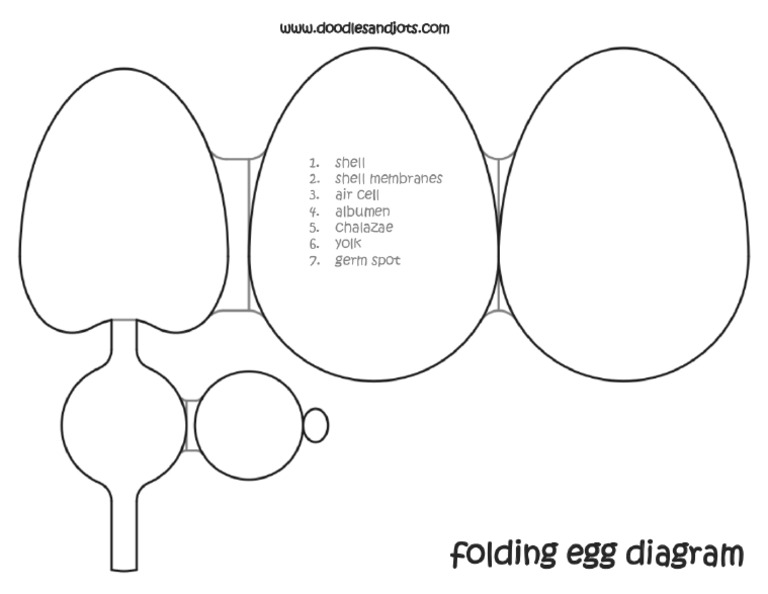 Egg Anatomy Printable PDF | PDF