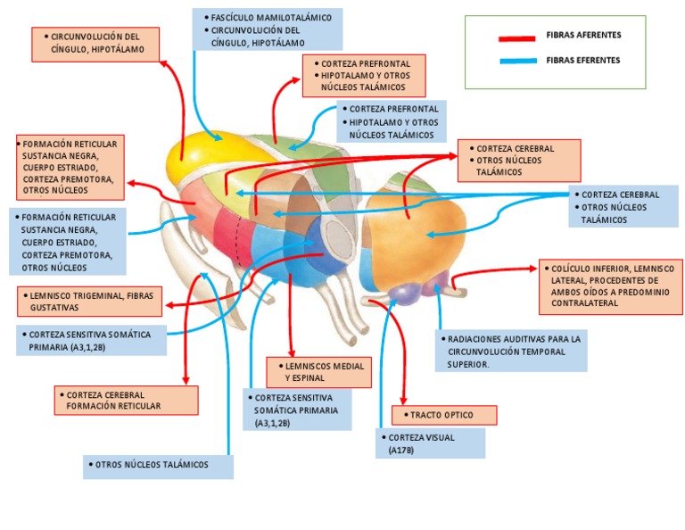 AFERENCIAS Y EFERENCIAS DE TALAMO