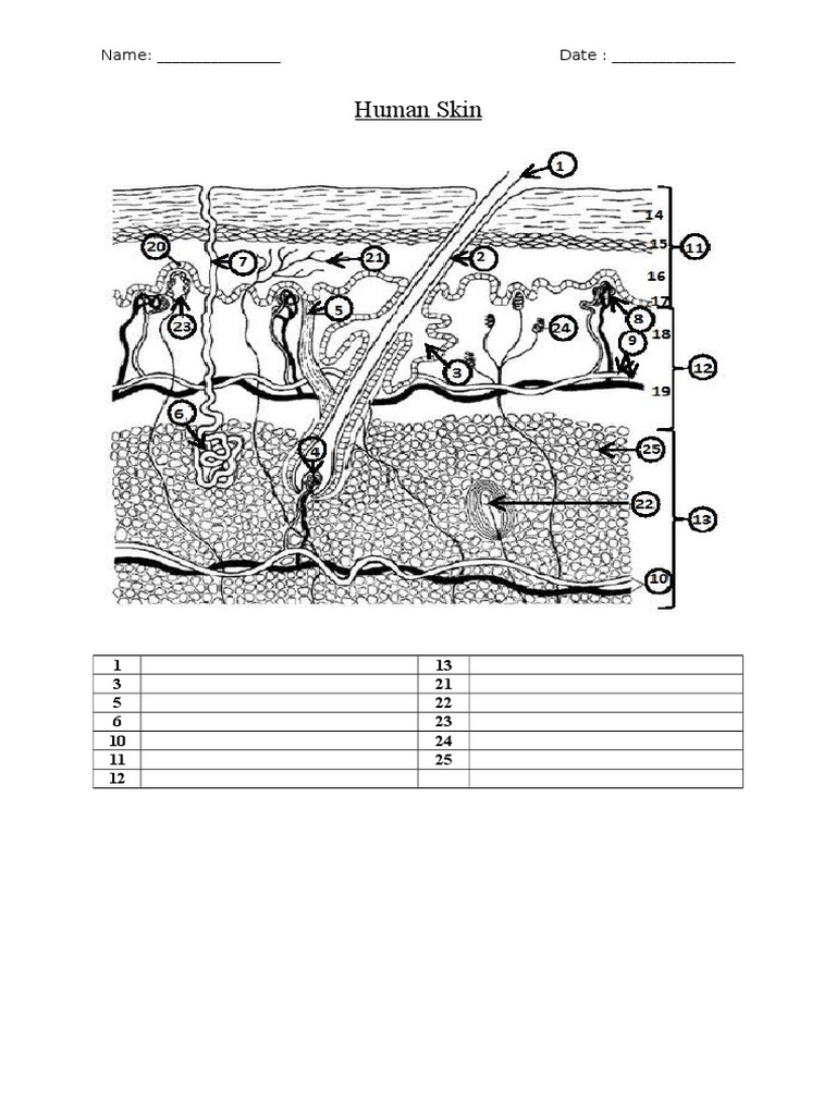 Human Skin Worksheet | PDF