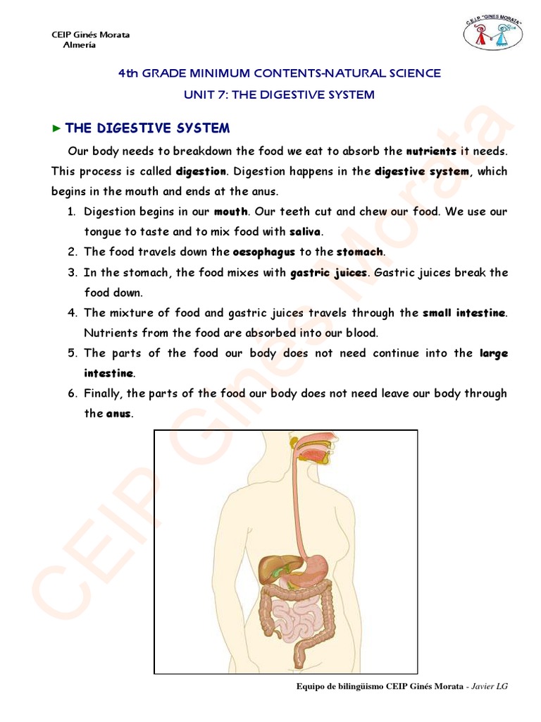 Unit 7 The Digestive System | Download Free PDF | Digestion | Stomach