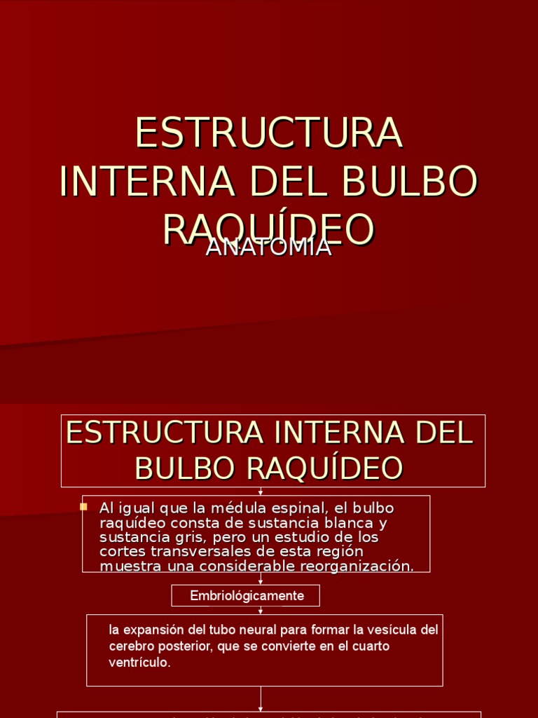 Anatomía de Bulbo Raquídeo | PDF | Anatomía humana | Anatomía