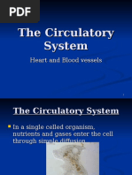 Overview of the Circulatory System | PDF | Blood Vessel | Heart