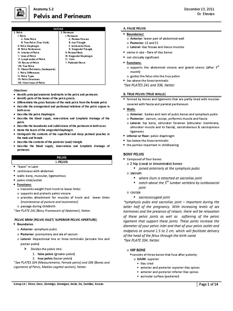 Anat 5.2 Pelvis and Perineum - Elevazo | PDF | Pelvis | Human Anatomy