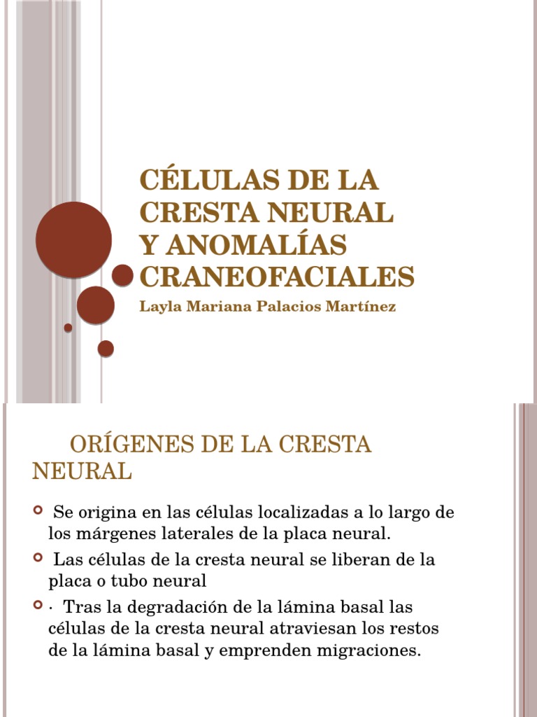 Células de La Cresta Neural | PDF | Glándula suprarrenal | Sistema nervioso