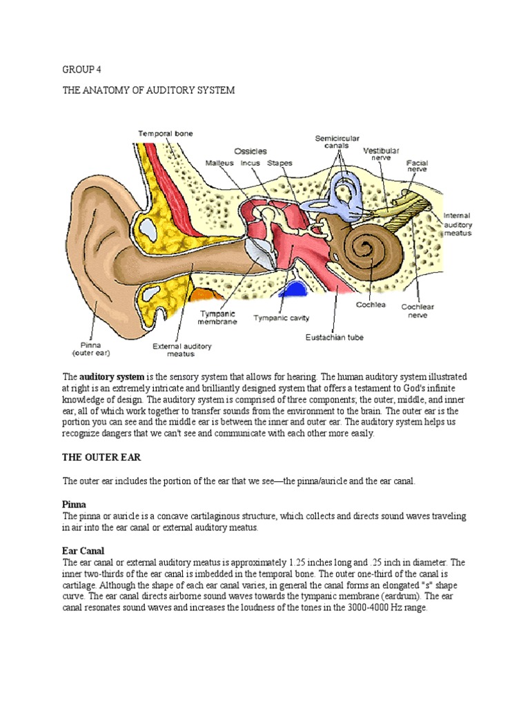 Auditory System | PDF | Auditory System | Ear
