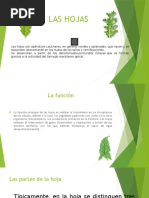 Estructura y Tipos de Limbo en Hojas | PDF | Hoja | Botánica