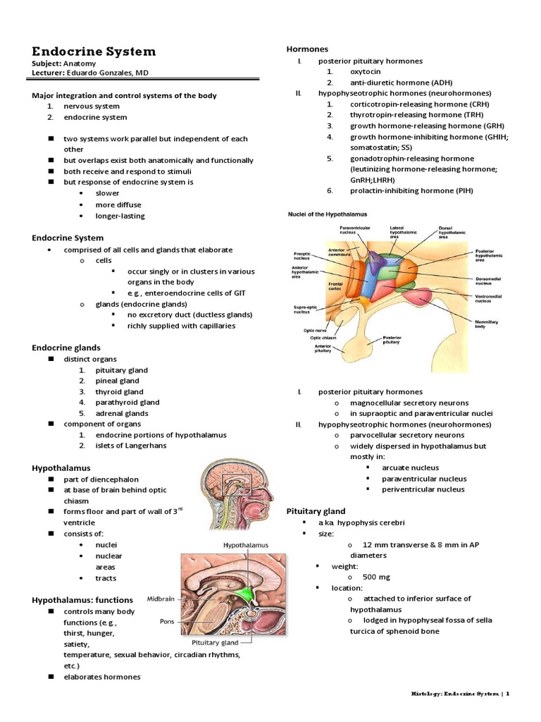 (HISTOLOGY) Endocrine System | PDF | Adrenal Gland | Pituitary Gland