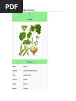 El Mamon en Venezuela | PDF | Alimentos | Plantas comestibles