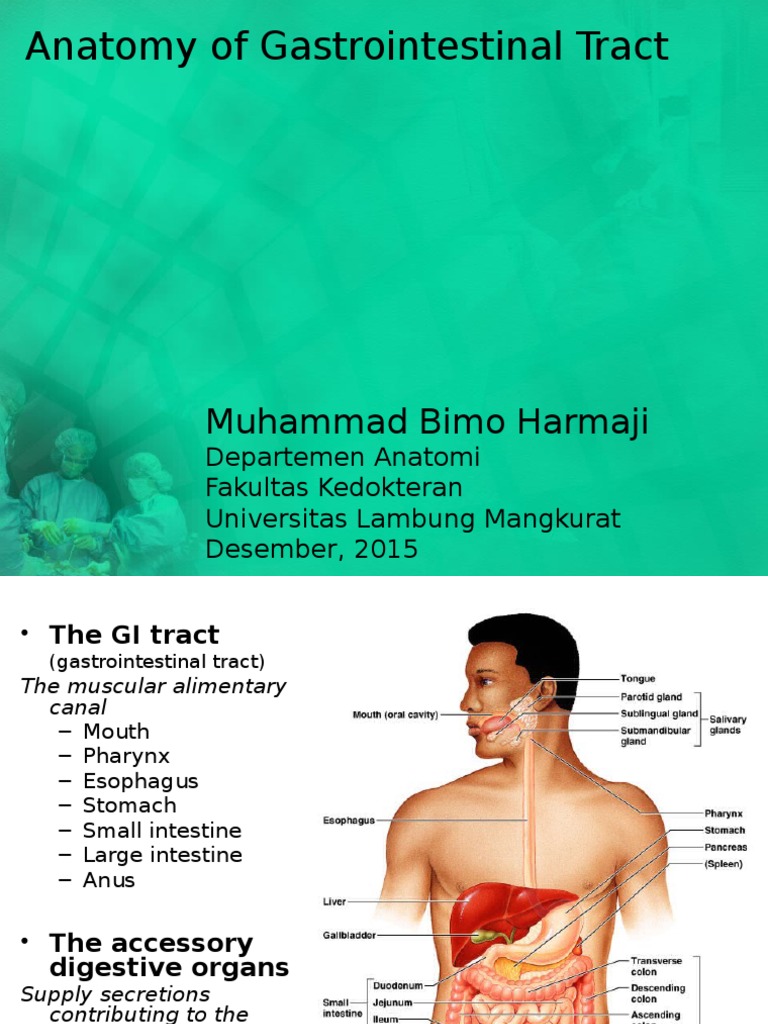 Git Anatomy | Download Free PDF | Abdomen | Large Intestine