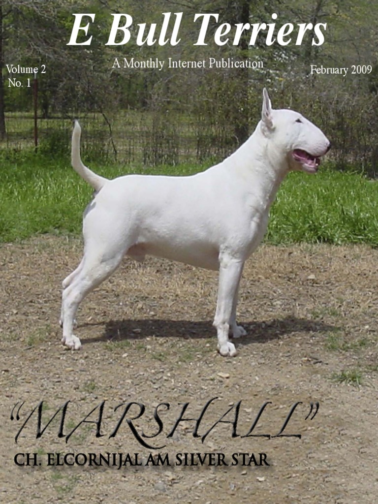 Bull Terrier Magazine | PDF | Conformation Show | Collie