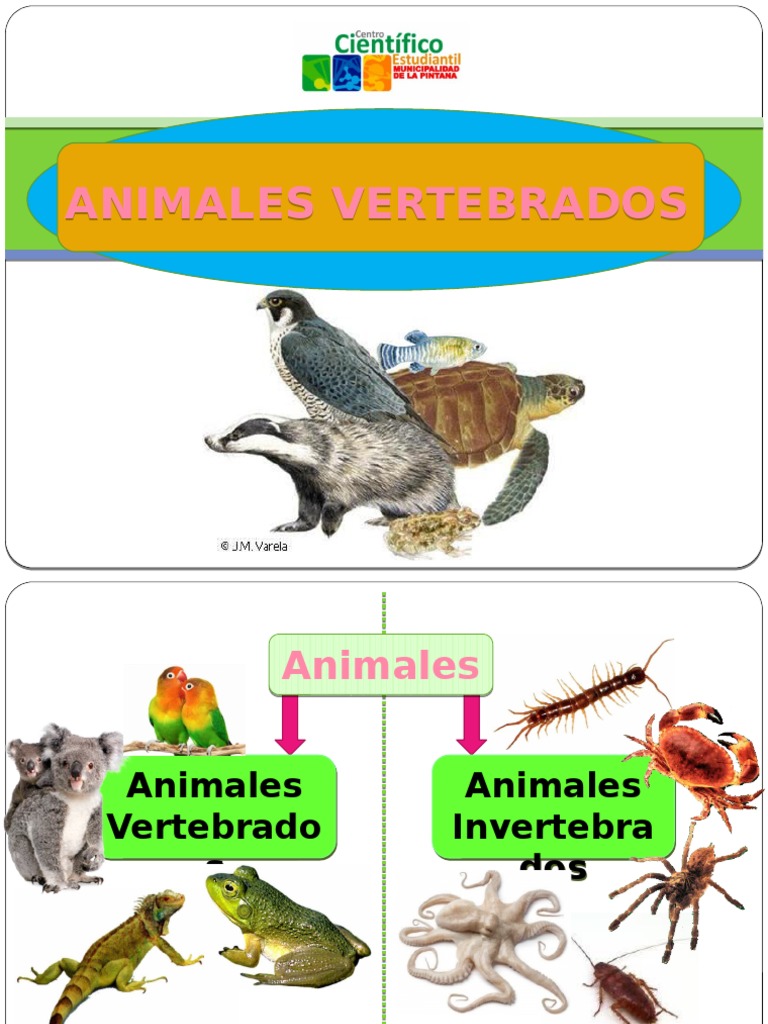 Presentación 2° Basico - Animales Vertebrados | PDF | Salud y bienestar ...