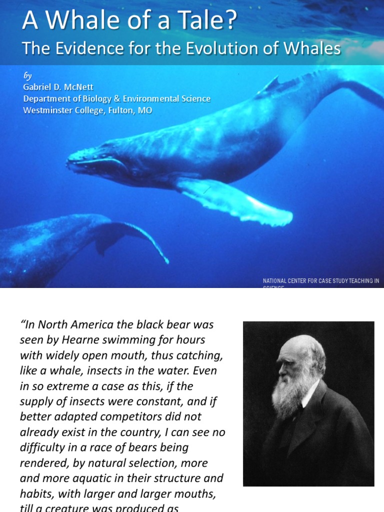 Whale Evolution | PDF | Cetacea | Ungulates