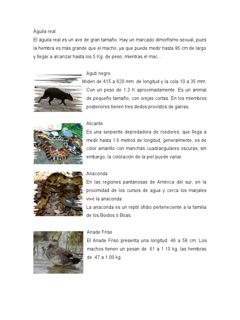 Animales Del Zoologico | PDF | Antílope | Aves