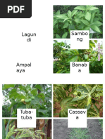 Halamang Baging | PDF