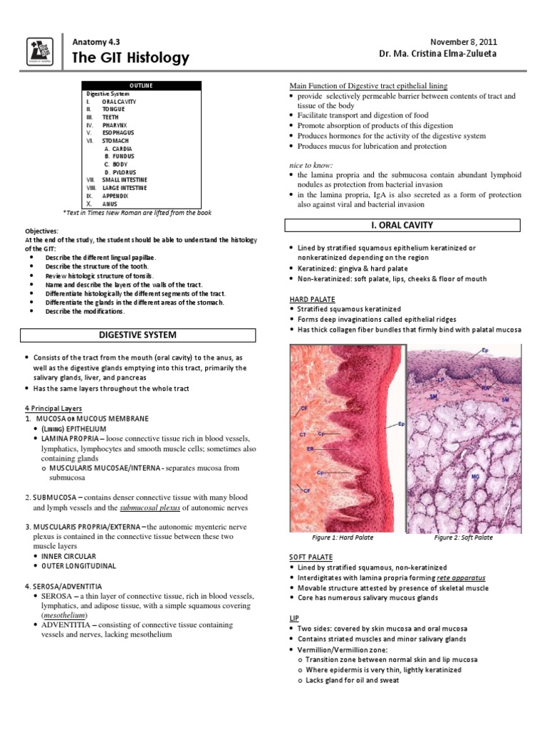The GIT Histology: I. Oral Cavity | Stomach | Gastrointestinal Tract