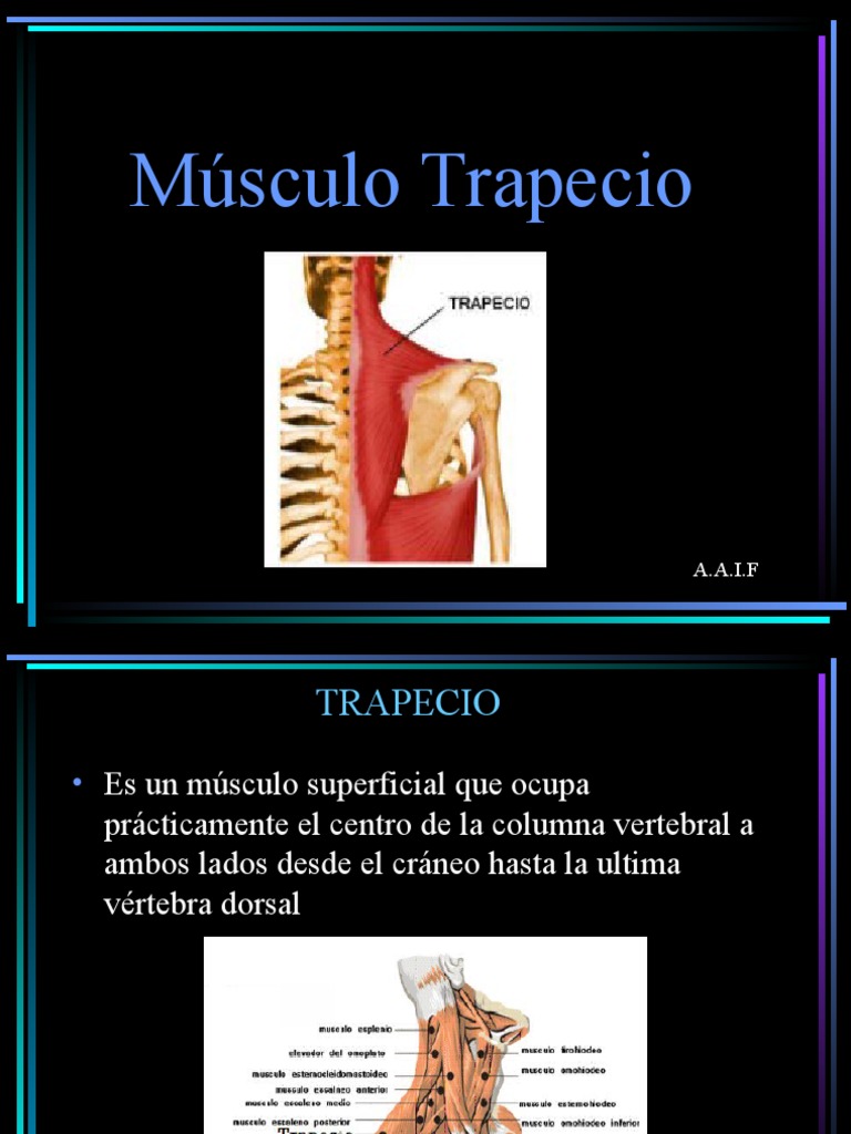 Anatomía y Función del Músculo Trapecio | PDF | Sistema ...