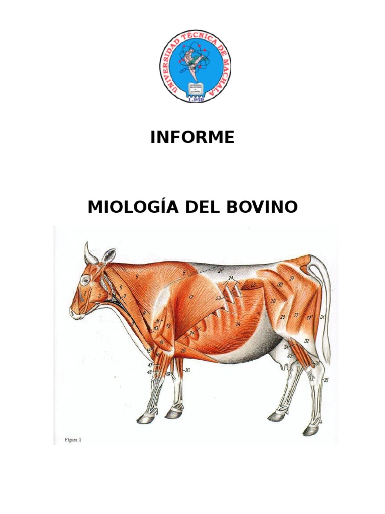 Músculos Mediales Del Muslo | Miembro inferior, anatomía | Anatomía humana