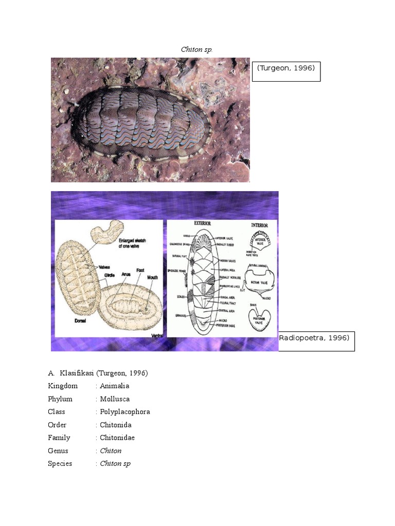 Chiton Sp