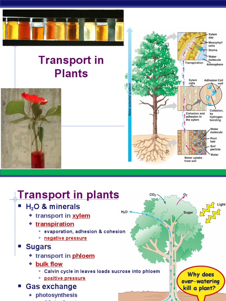 Transport in Plants: AP Biology AP Biology | PDF | Stoma | Root
