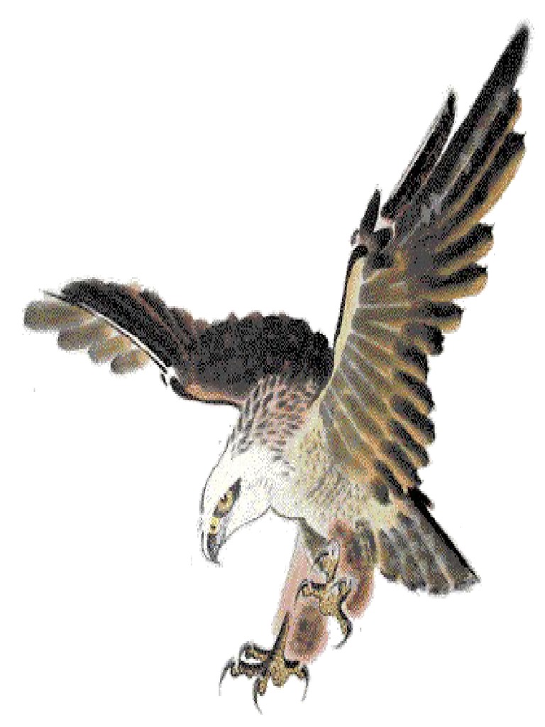 Burung Helang Dan Unta | PDF