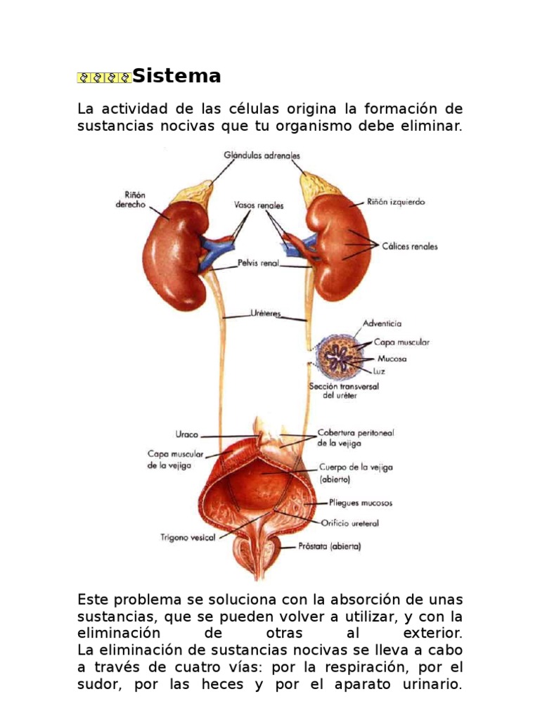 excretor | Sistema urinario | Riñón