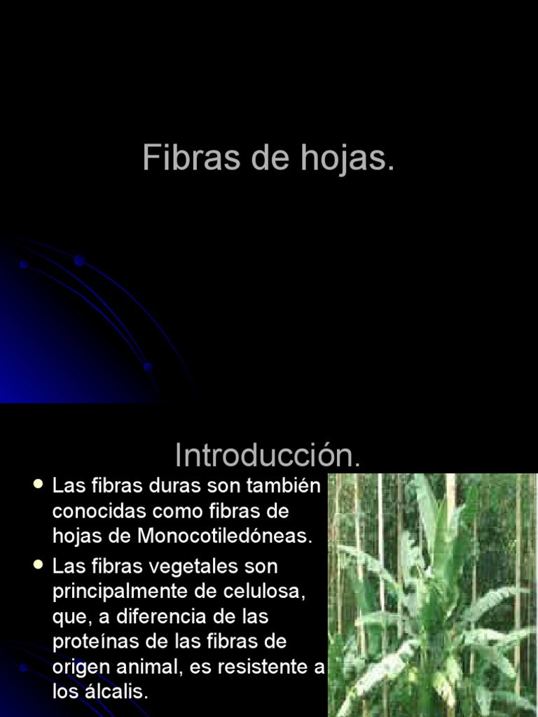 Fibras - de Hoja | PDF | Lignina | Fibra dietética