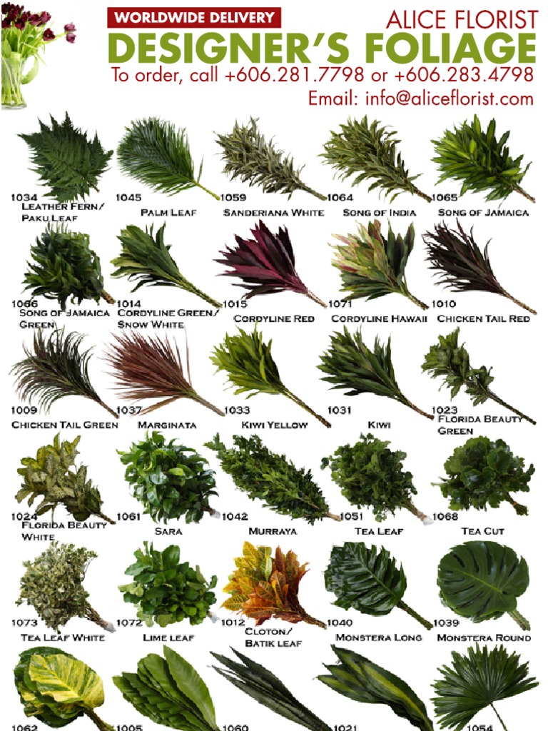 Alice Florist Foliage Order Guide | PDF