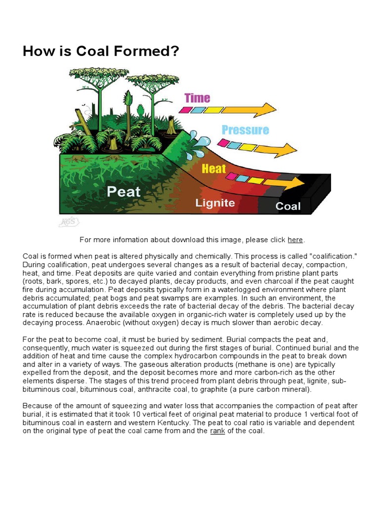 Coal Formation Process Explained | PDF